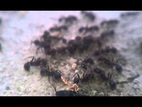 Veromessor andrei colony moving their nest - O'Neill Regional Park ...