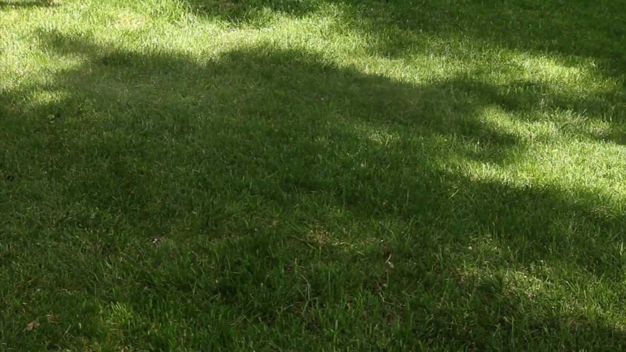 How To Reseed A Lawn | Reseeding Lawn ASK AGRONOTEC - YouTube