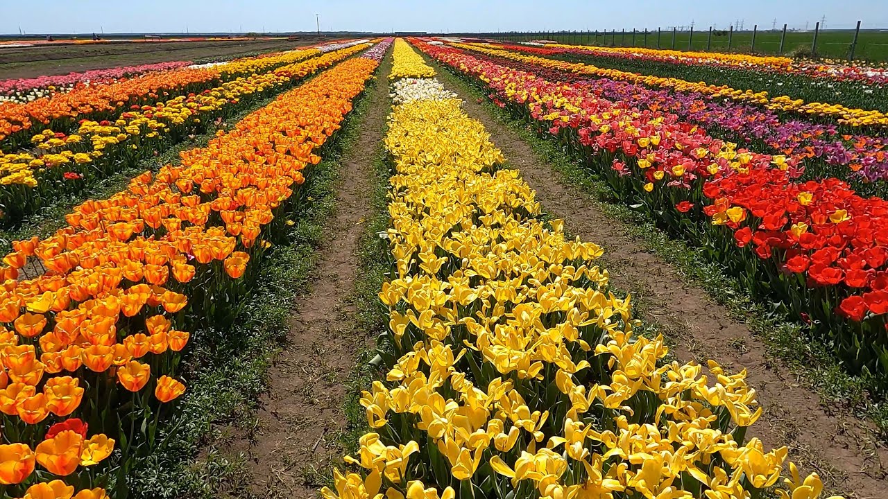Câmpul cu lalele de la Pătroaia Deal județul Dâmbovița (Olanda de ...