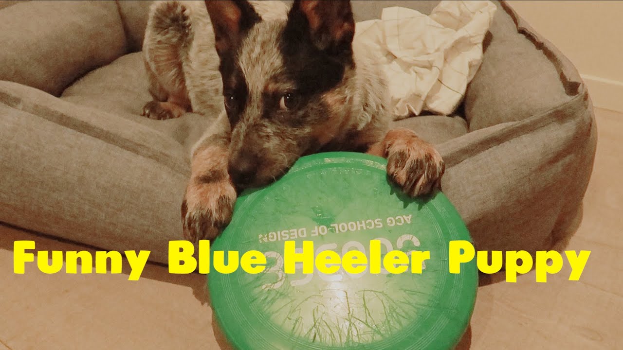 Funny blue heeler puppy 15weenks |ACD - YouTube