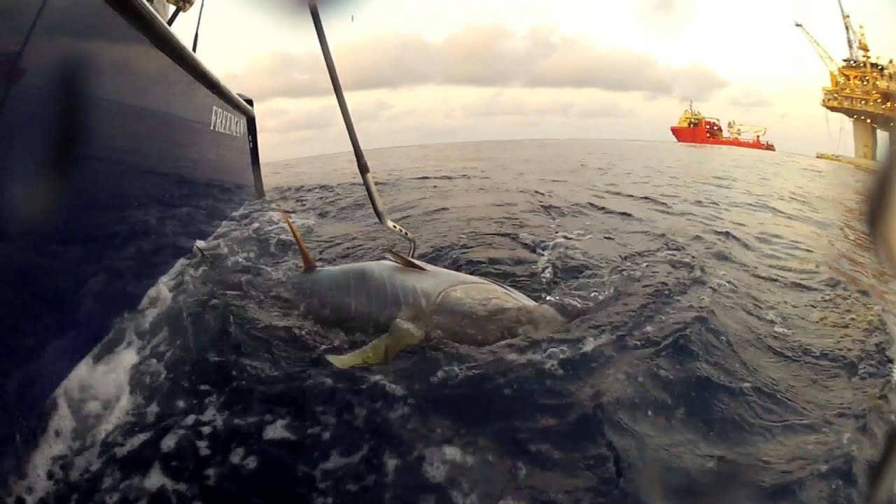Louisiana Offshore Tuna Fishing - YouTube