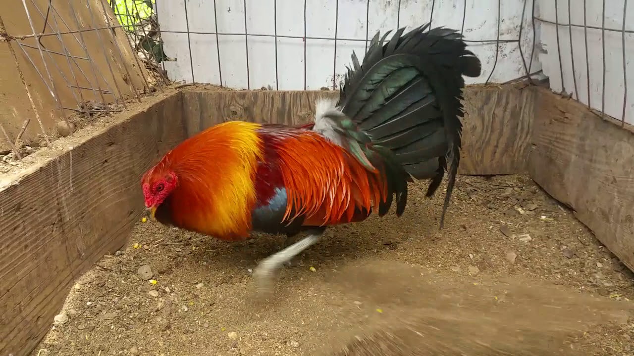 Mclean hatch - YouTube