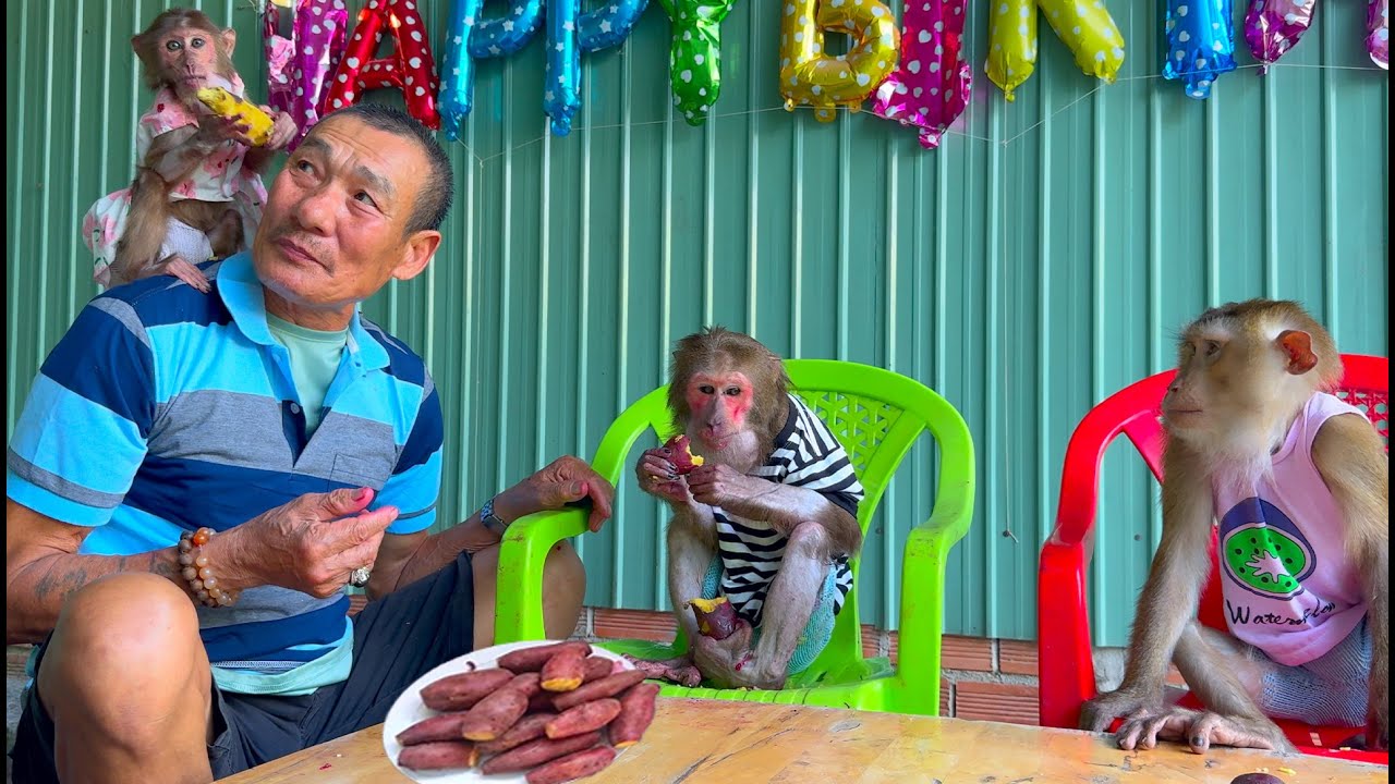Monkey happily eats lovely boiled sweet potatoes - YouTube
