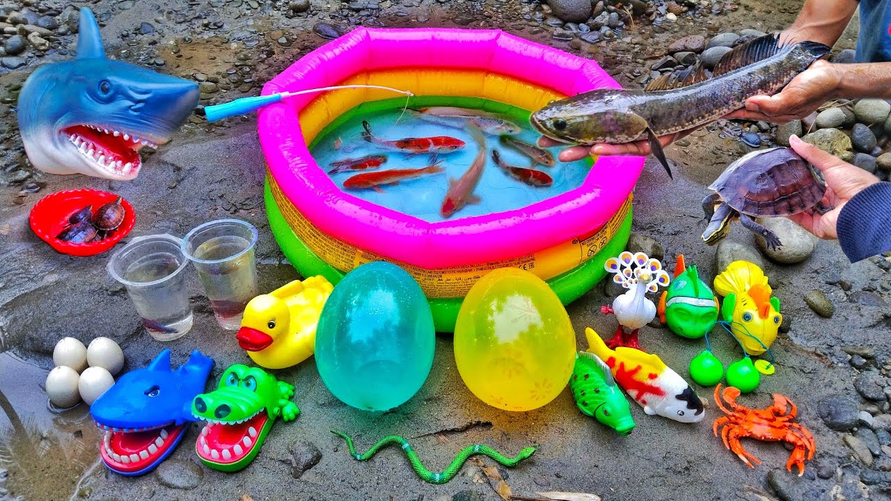 Sharks find turtles in rivers, betta fish, koi fish,ornamental fish ...