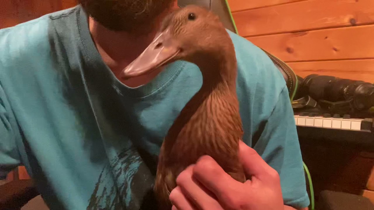 Solana - The Golden 300 Hybrid Layer Ducking - Enjoying Time on My Lap ...