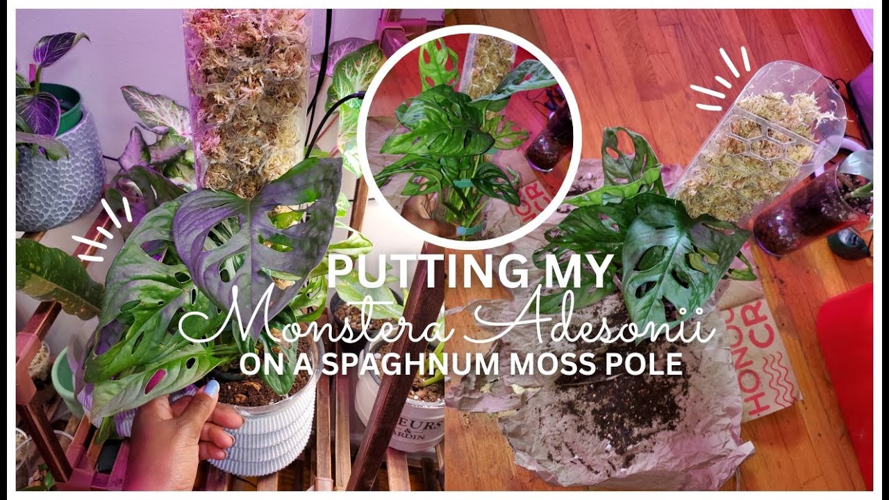putting a MONSTERA ADANSONII on a MOSS POLE🌿 *step by step tutorial ...