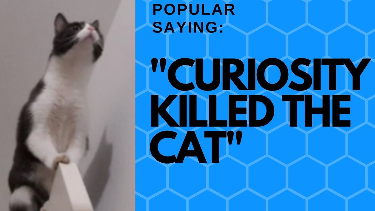 POPULAR SAYING : CURIOSITY KILLED THE CAT - YouTube