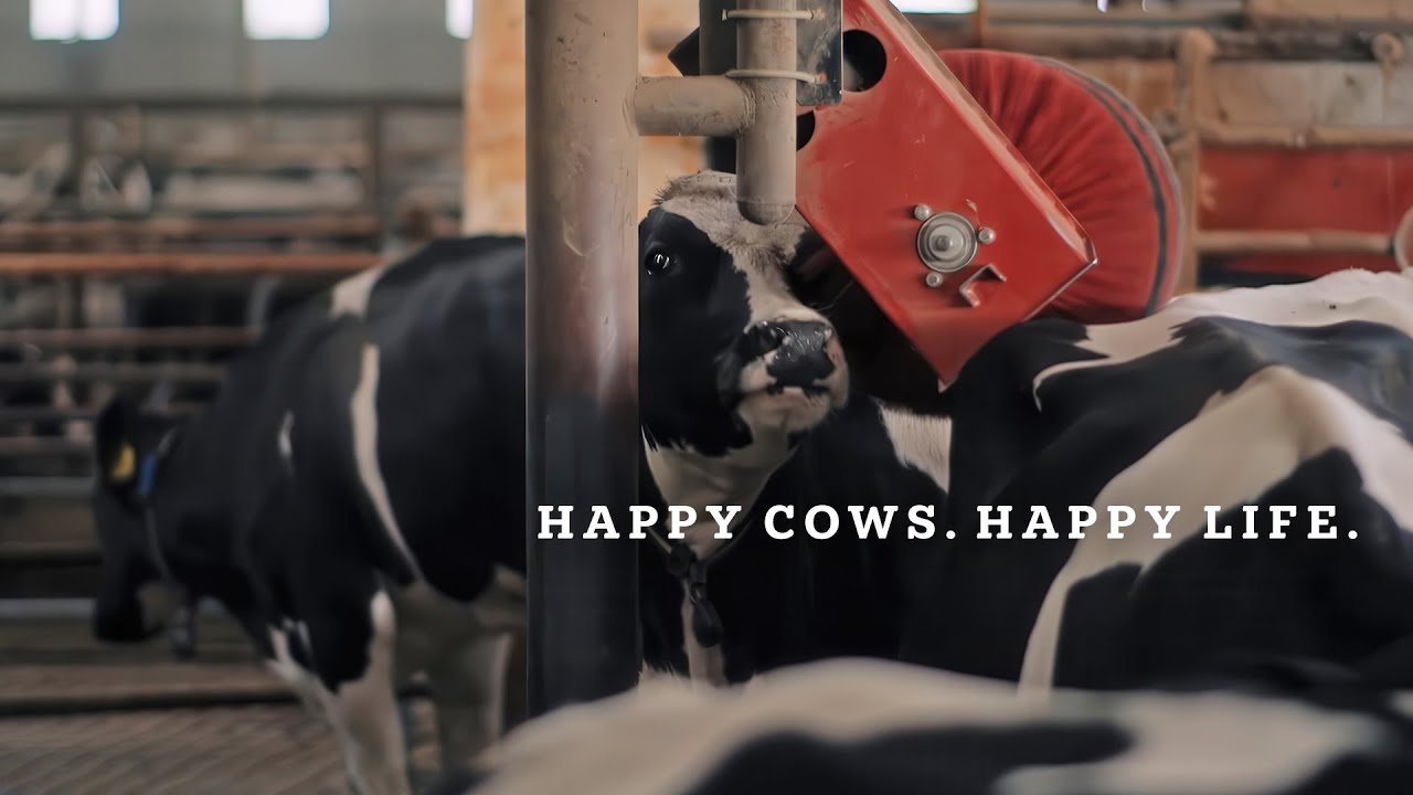 Happy Cows, Happy Life | Dairy Up Close - YouTube