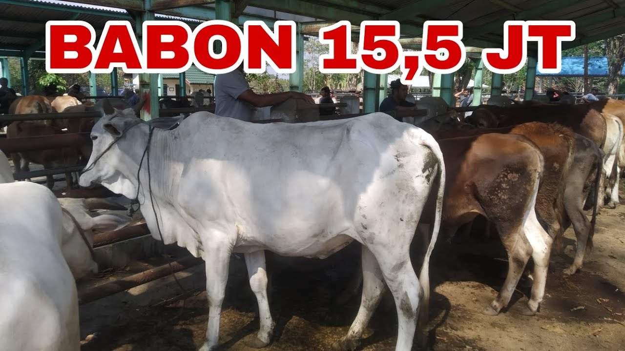 SAPI PUTIH BABON HARGA 15,5 JT DI PASAR SAPI/HEWAN PELAIHARI TANAH LAUT ...