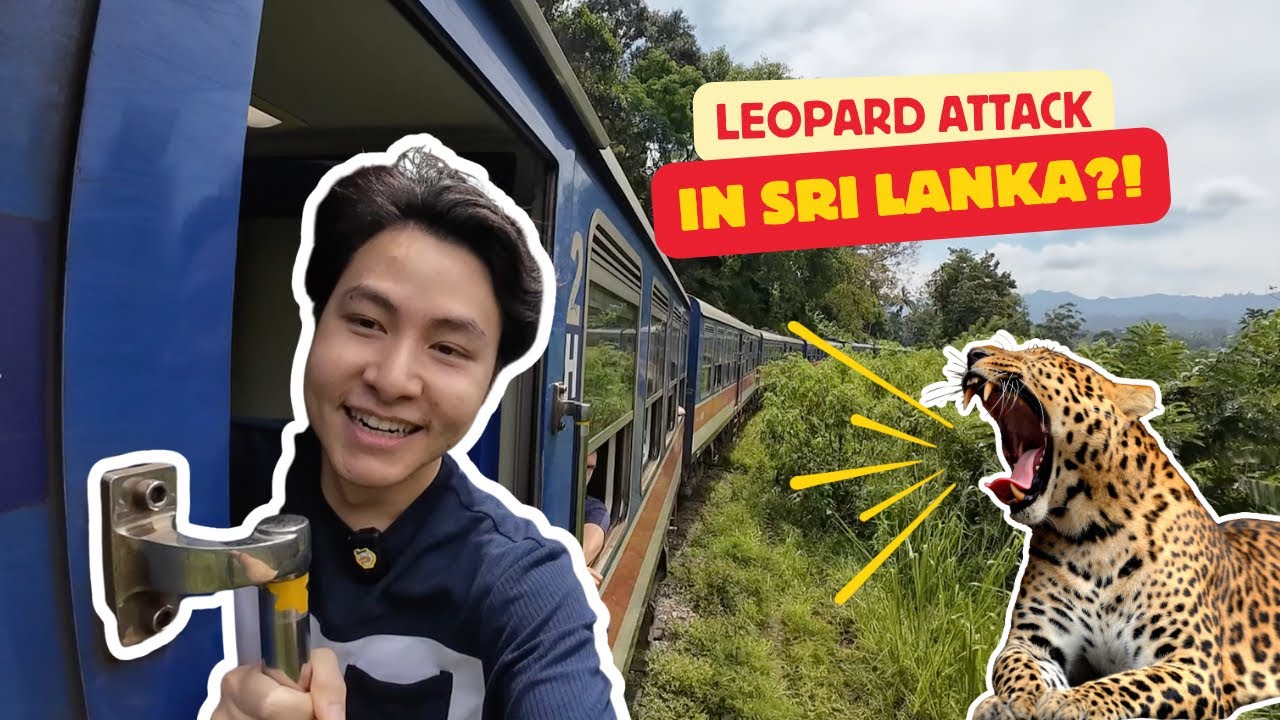 LEOPARD ENCOUNTER at the HORTON PLAINS National Park! | Sri Lanka - YouTube