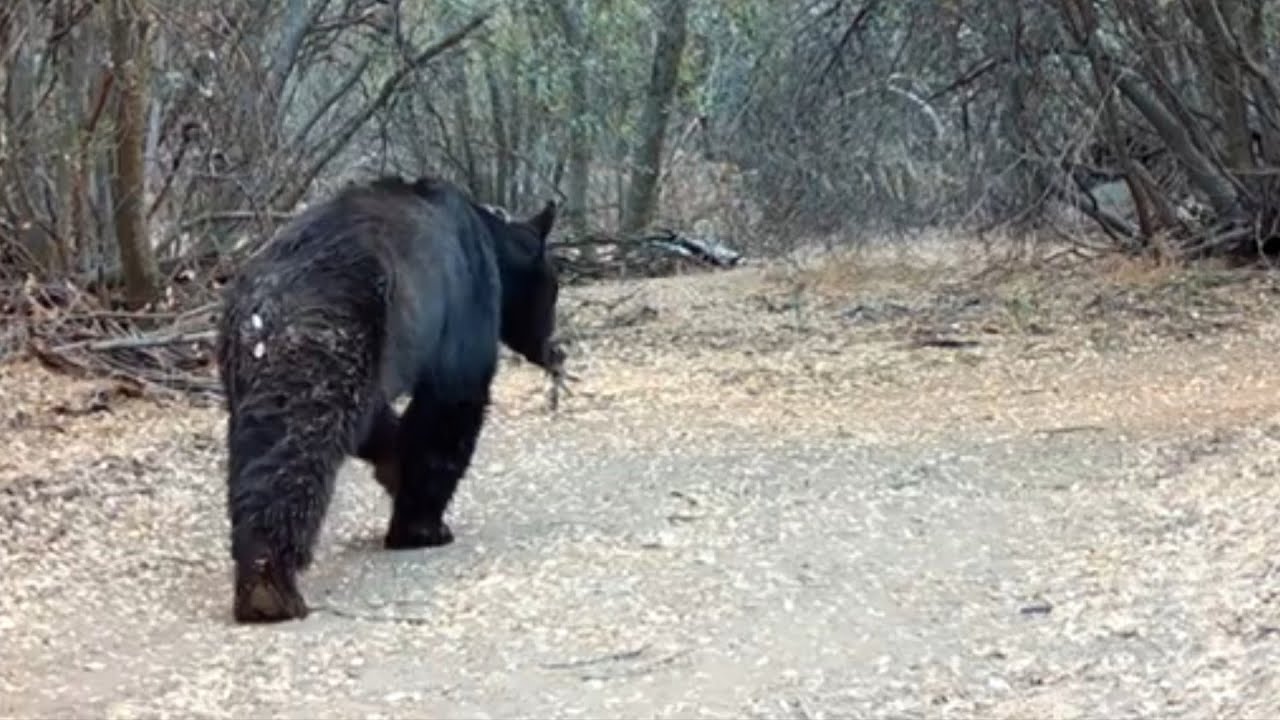 Black Bear Eating Rabbit - With Bone Crunching Audio - YouTube