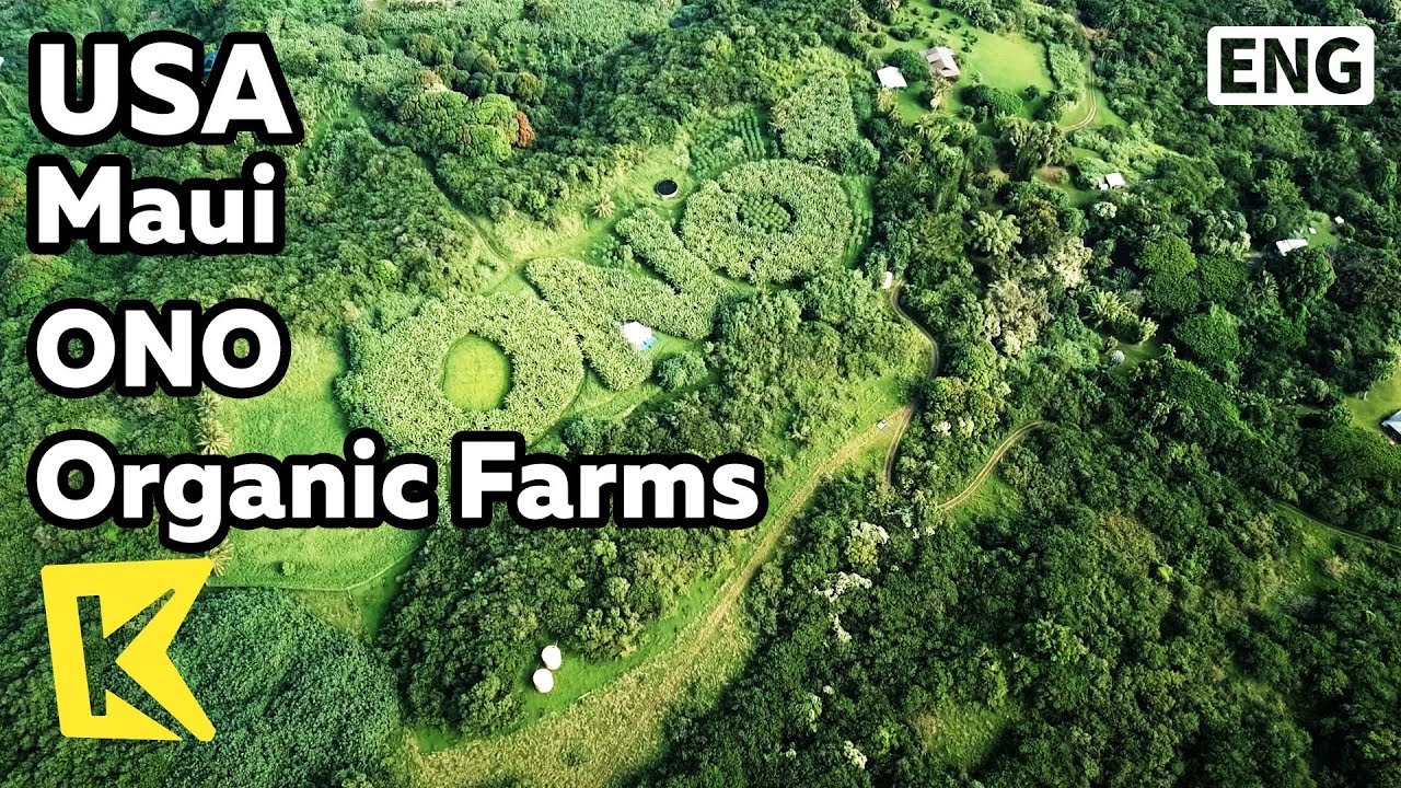 【K】USA Travel-Maui[미국 여행-마우이]오노 농장/ONO Organic Farms/Fruit/Hana/Sugar ...