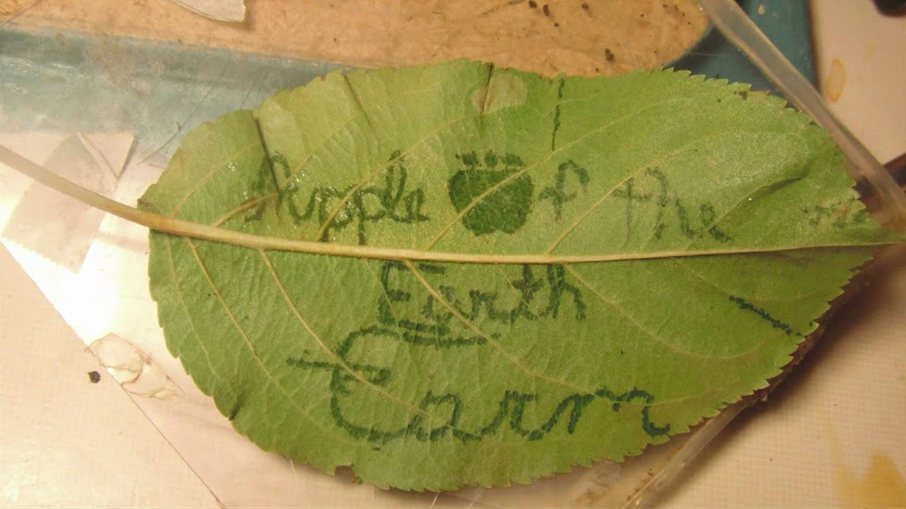 Chlorophyll Animation - YouTube