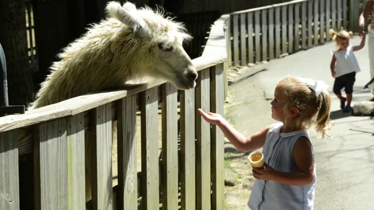 Meet the Llamas | Deer Park Zoo at Tweetsie Railroad - YouTube