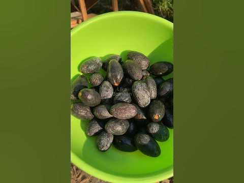 Buah kemayau khas Kalimantan #khaskalimantan #kulinerkalimantan #food #buahlangka - YouTube