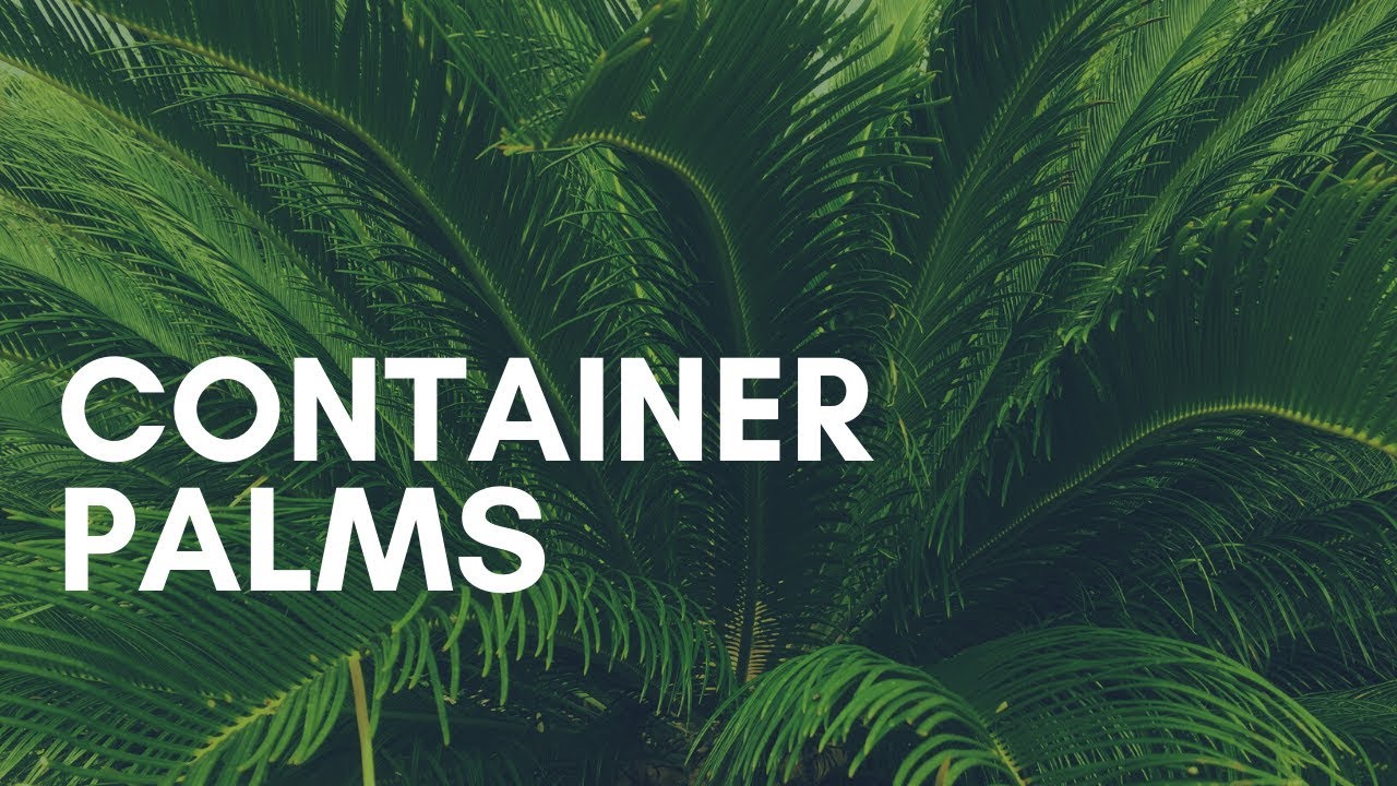 Container Palms - YouTube