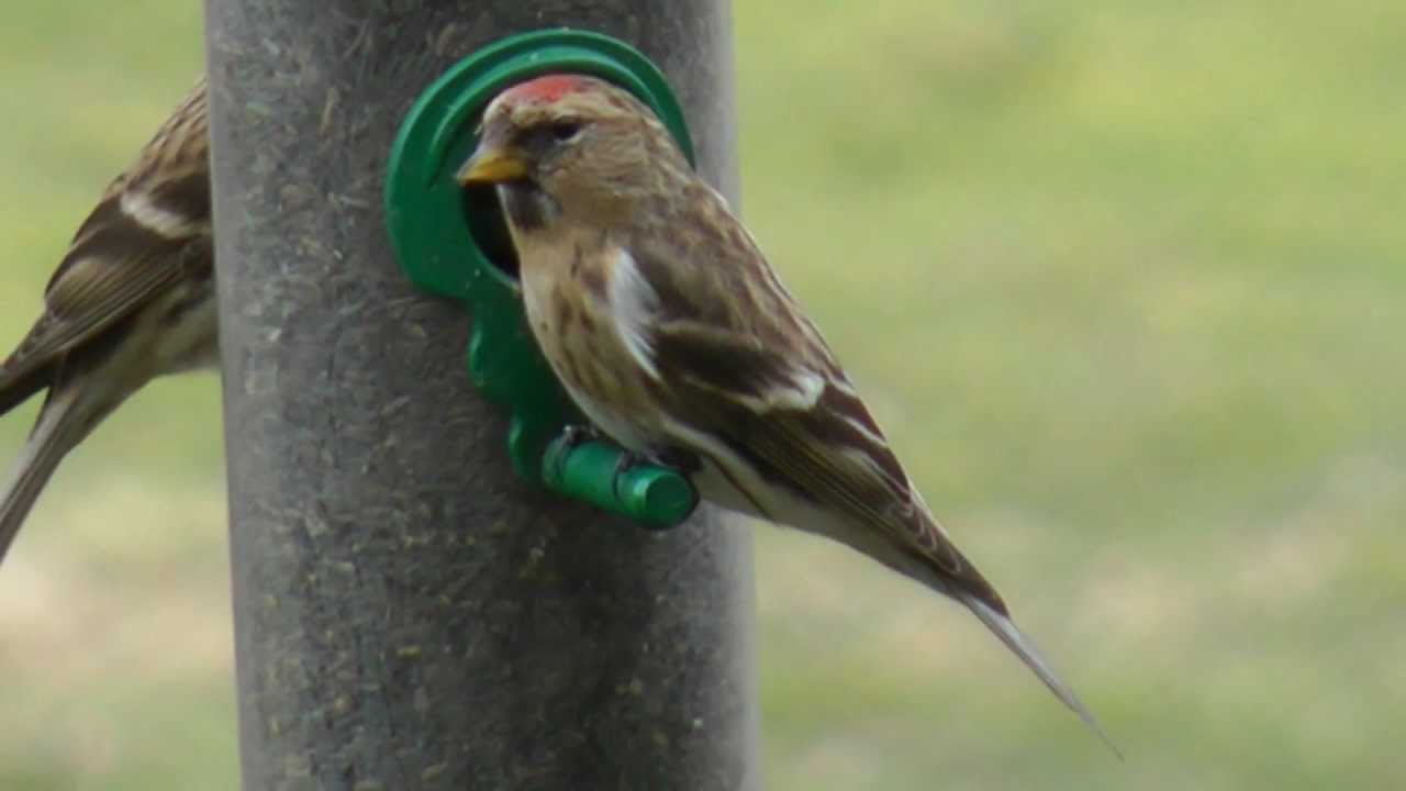Lesser Redpolls RSPB The Lodge Sandy March 2011 - YouTube