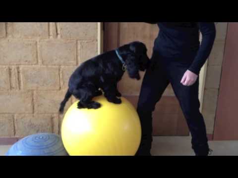 Pilates for dog - YouTube