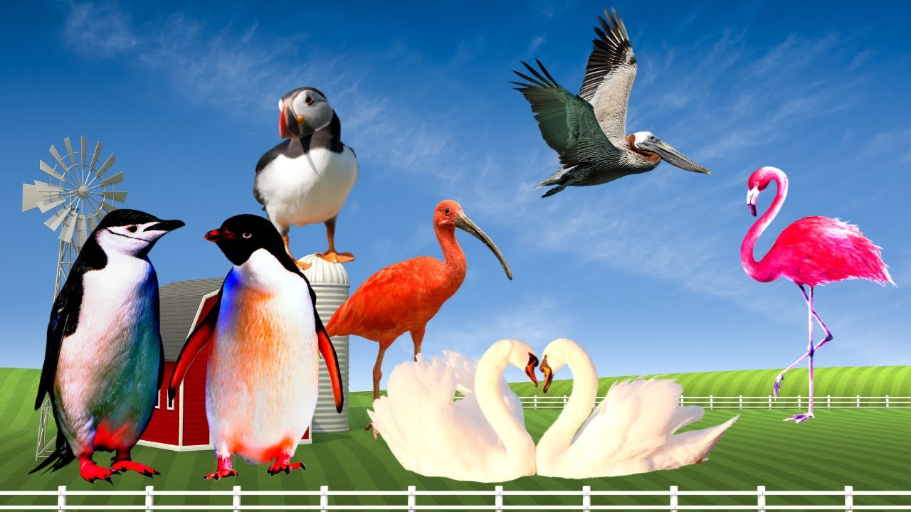 CONHEÇA AS AVES AQUÁTICAS - Canto das Aves Aquáticas - Nome das Aves ...