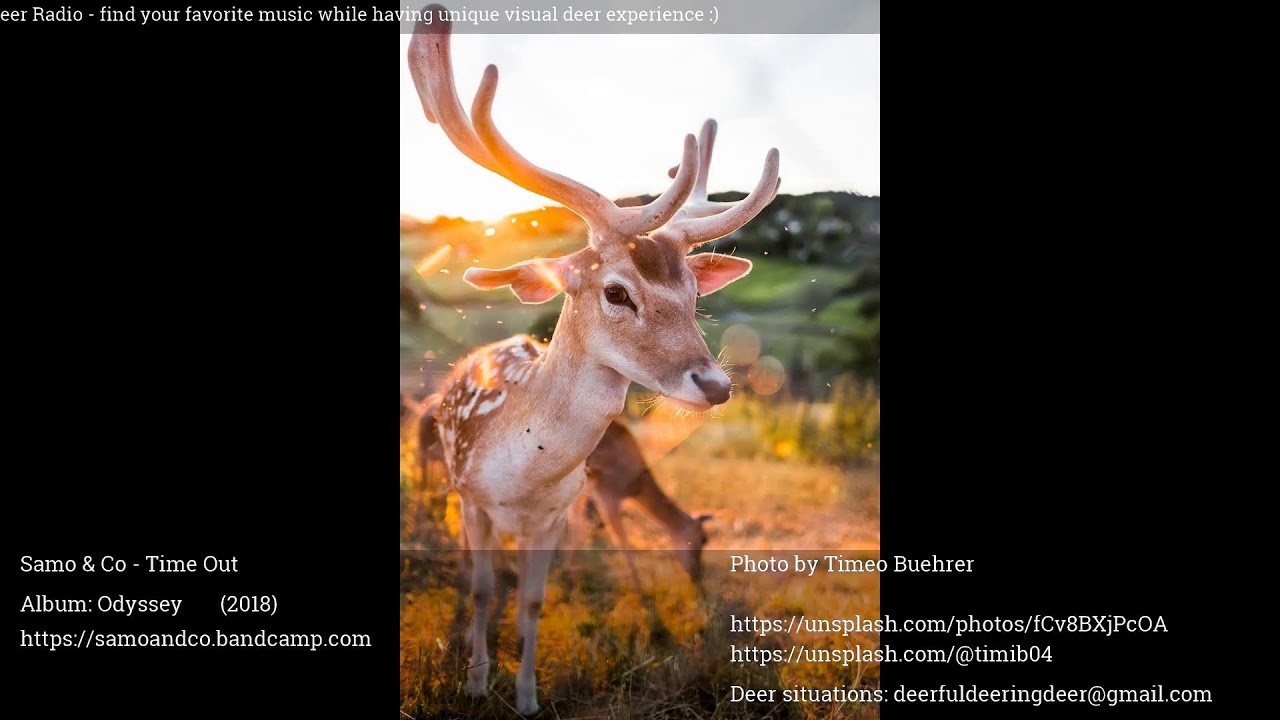 Deer Radio 24/7: find your favorite music while having unique audio ...