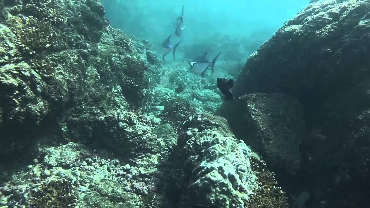 Snorkeling in Costa Rica (Isla del Caño) - YouTube