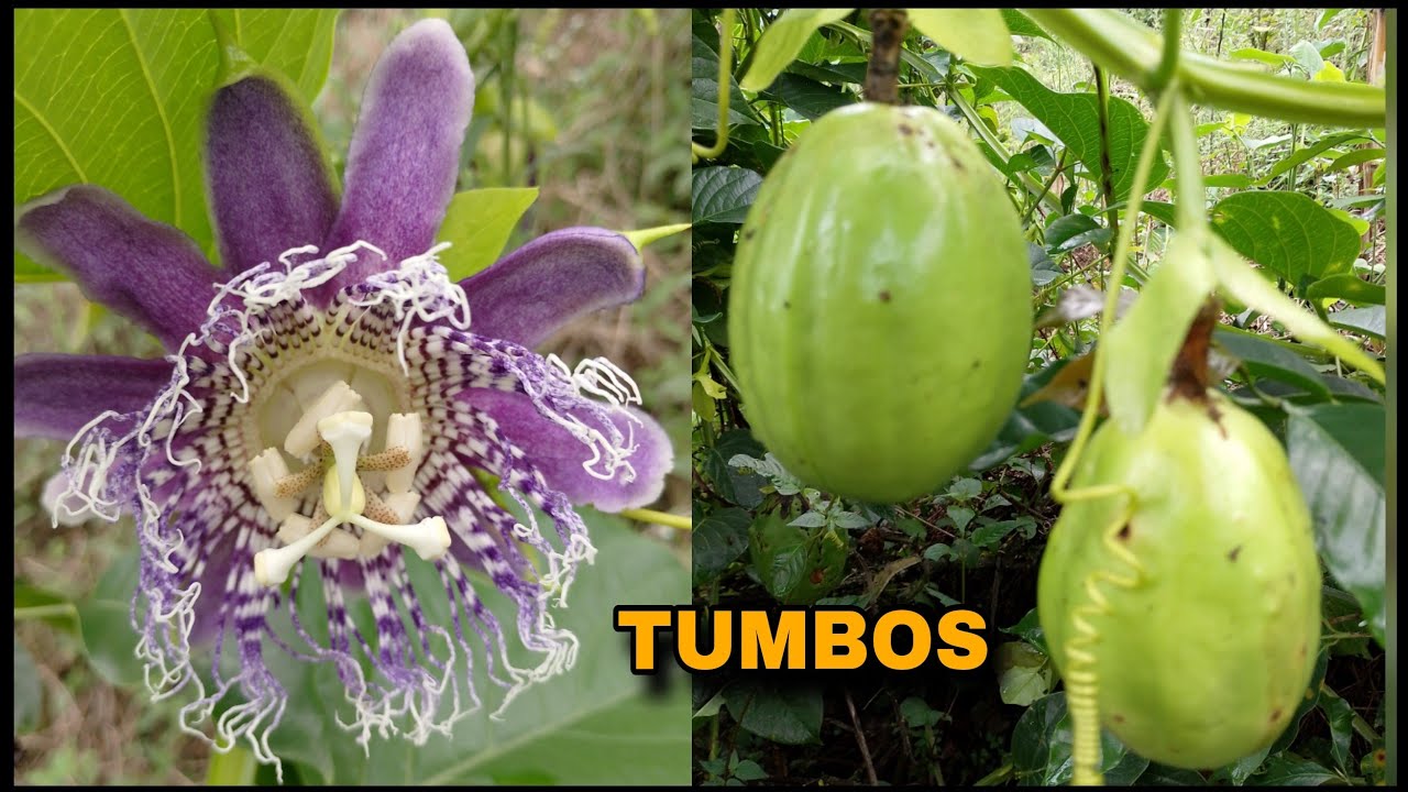 HERMOSA PLANTA DE TUMBO EN PRODUCCIÓN Y FLORACIÓN - YouTube