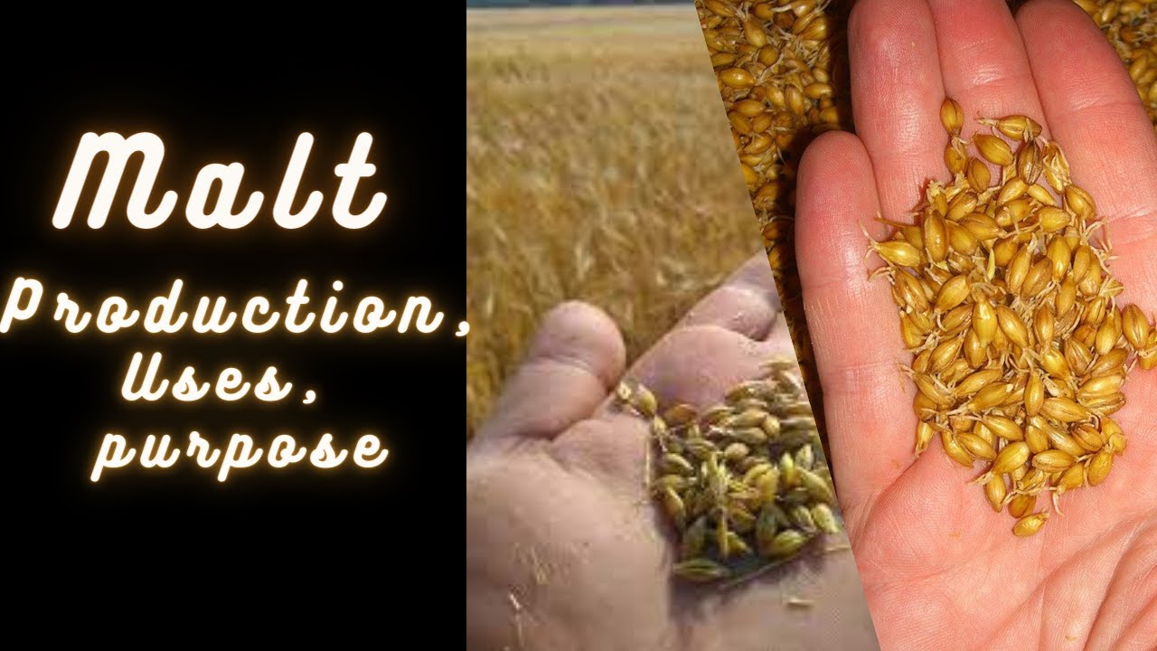 Malting, its purpose, steps involved and uses of malt - YouTube
