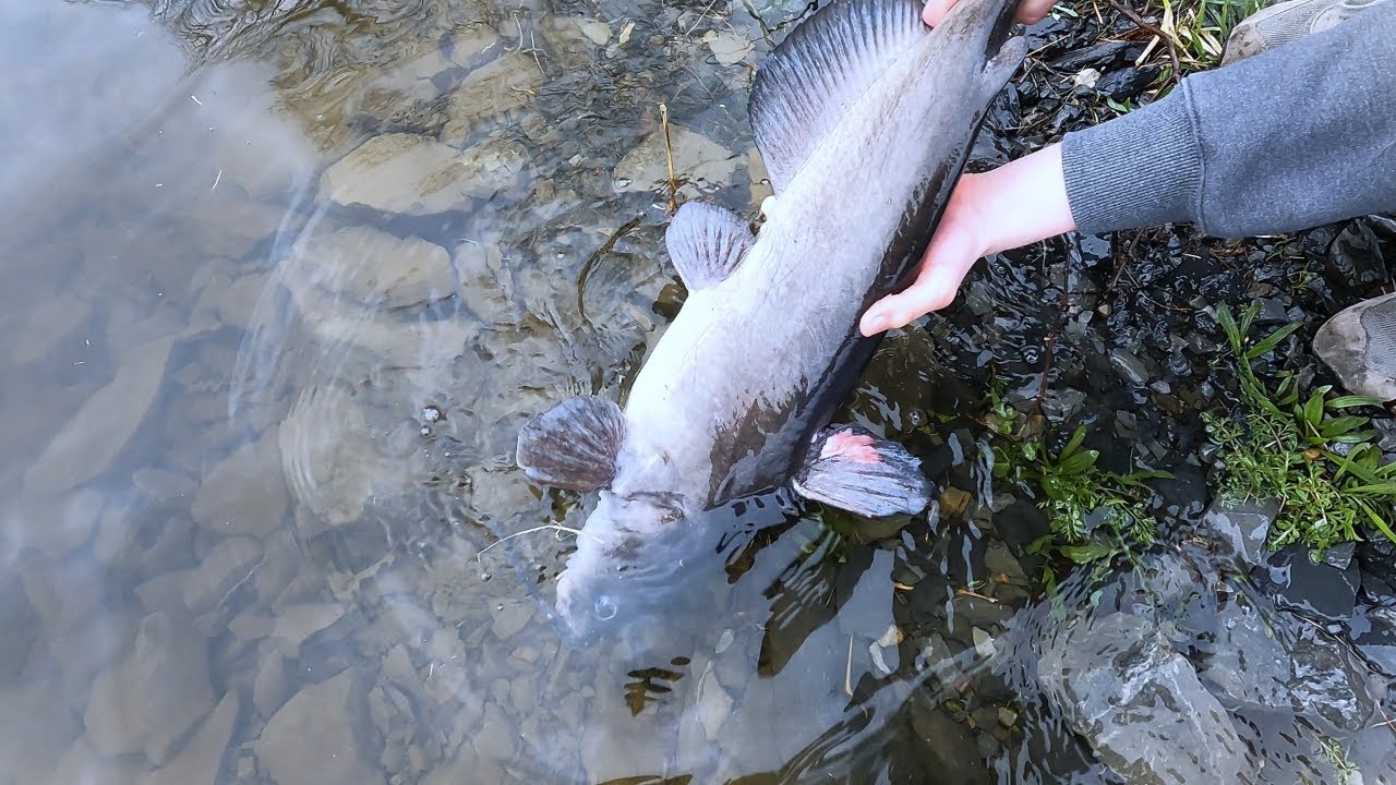 Catching GIANT RIVER CATFISH (FIRST OF 2024) - YouTube