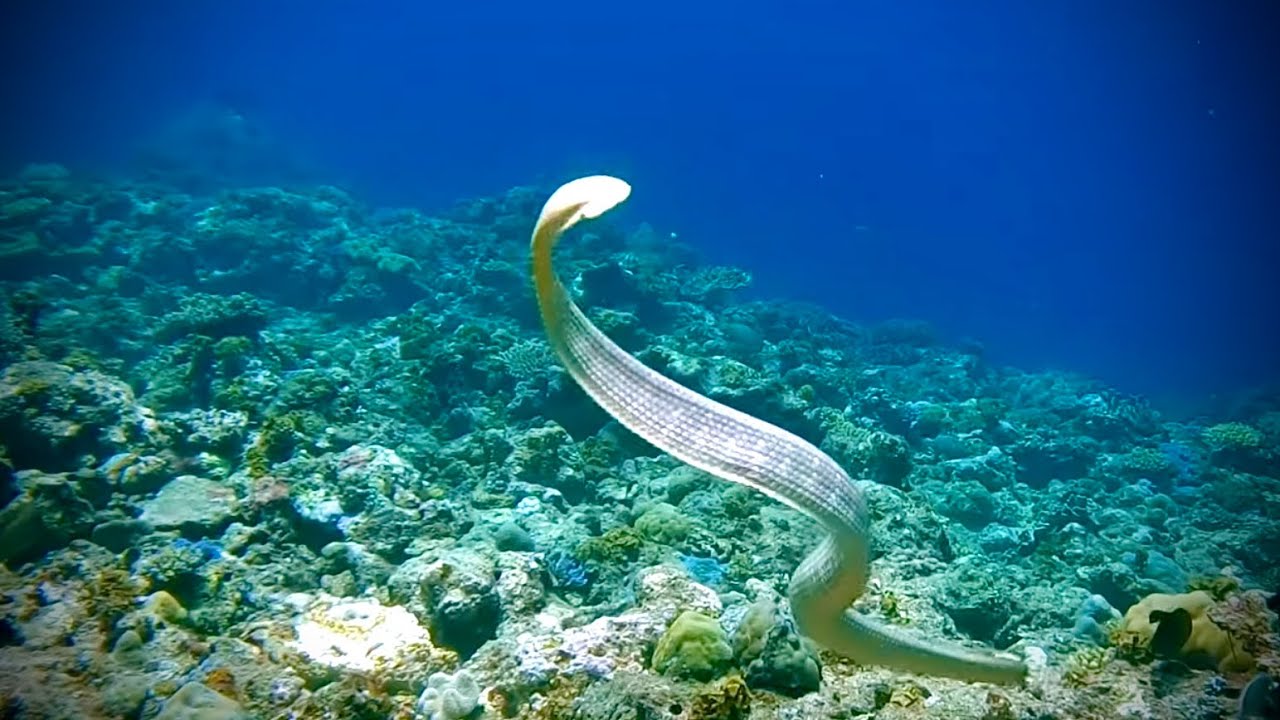 CHASING A DEADLY SEA SNAKE - PAPUA NEW GUINEA in 4K - YouTube