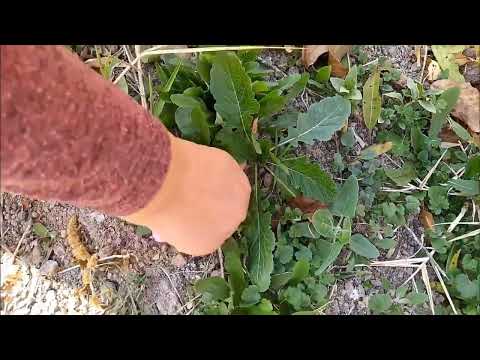 Hardal otu topluyoruz 