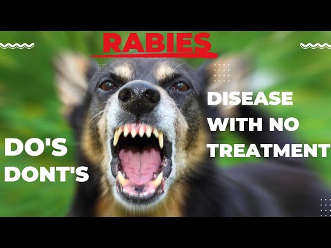 Rabies in Animals and Humans | FAQs | World Rabies Day | Vet Visit ...