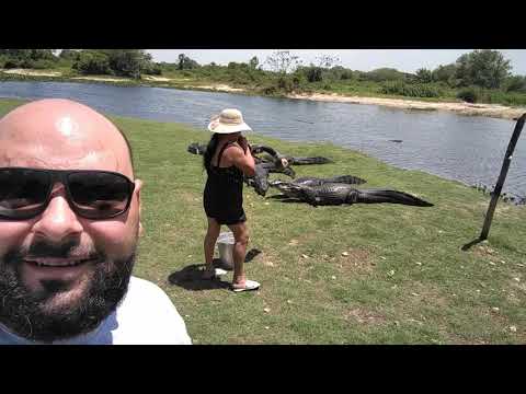 Maria do jacaré pantanal