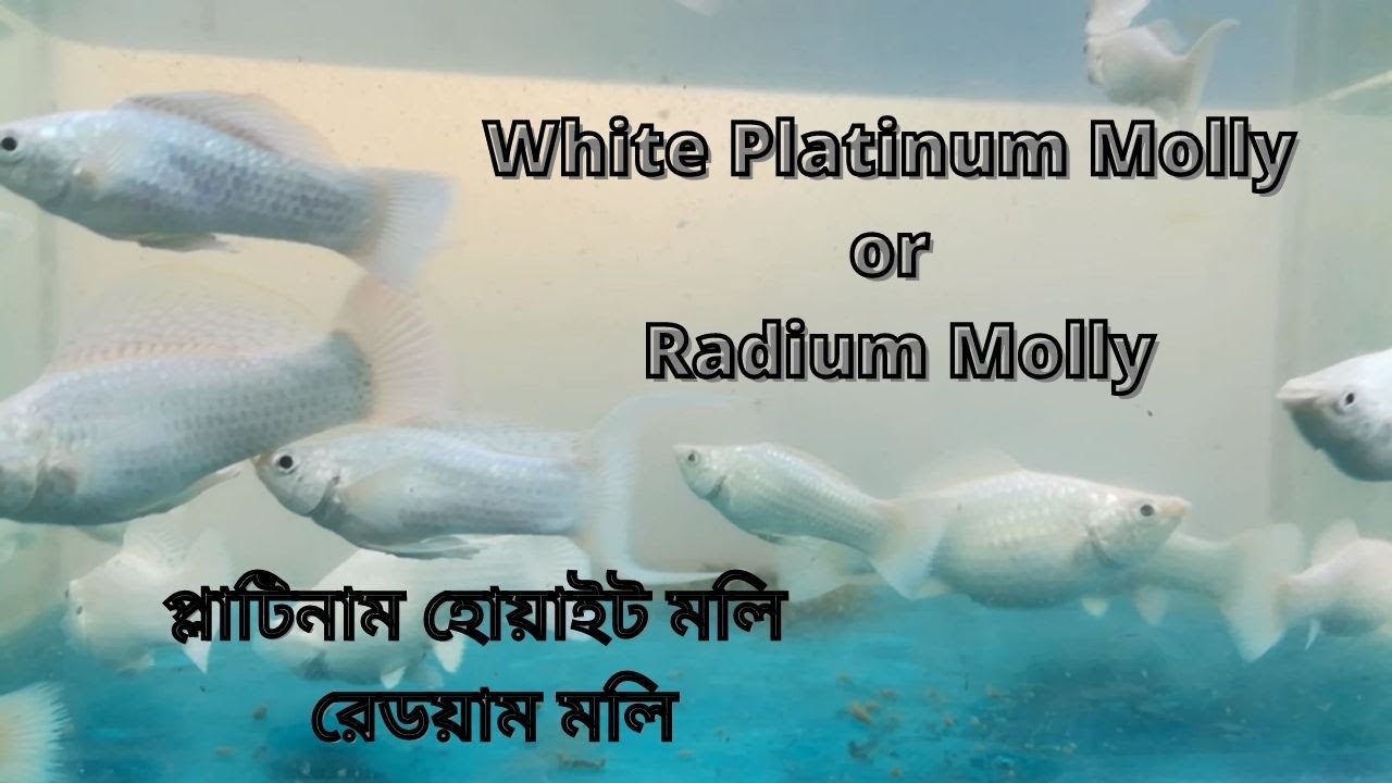 White Platinum Molly | Radium Molly | প্লাটিনাম হোয়াইট মলি । রেডয়াম ...