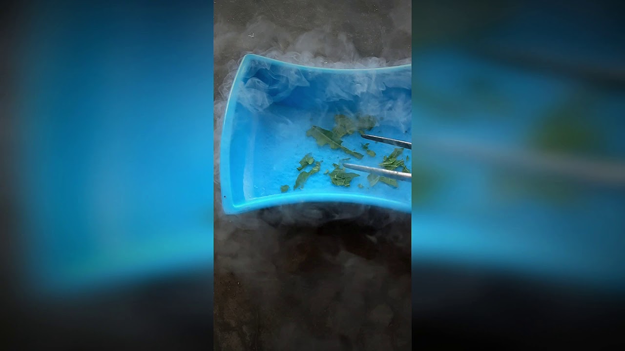 Experiment with LIQUID NITROGEN. - YouTube
