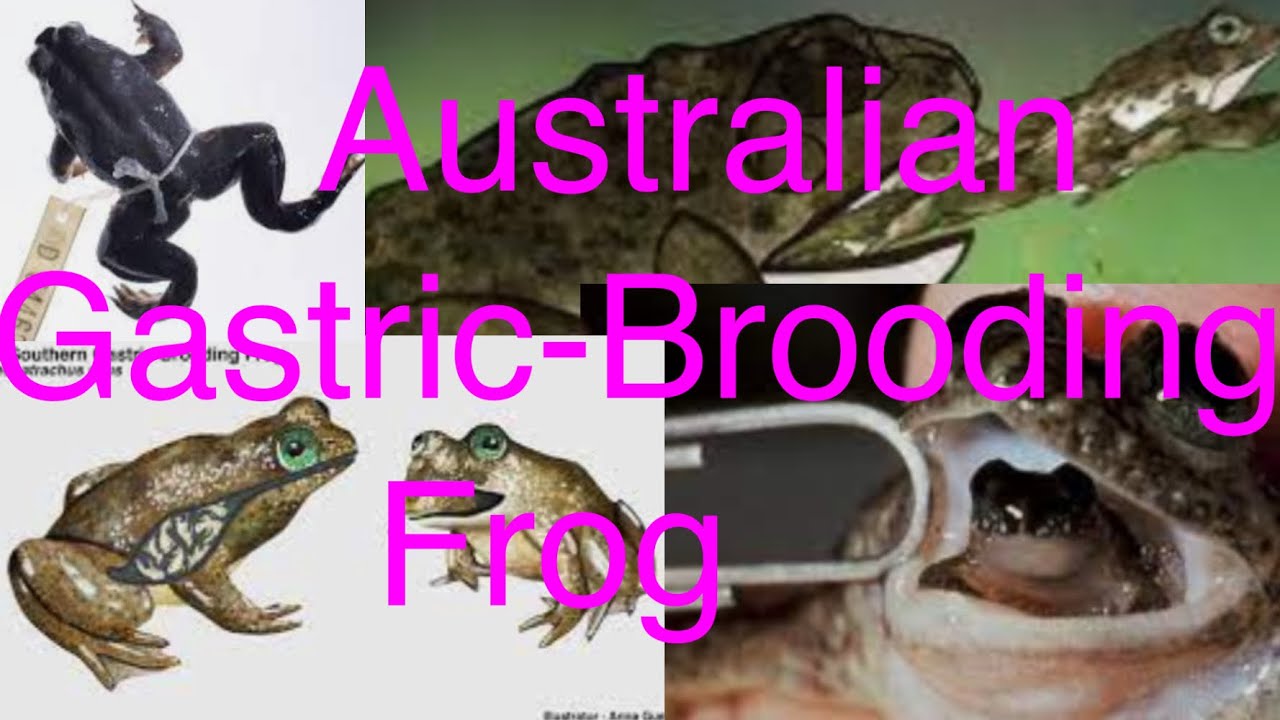 Australian Extinct Frogs- Northern (Southern) Gastric-Brooding Frog ...