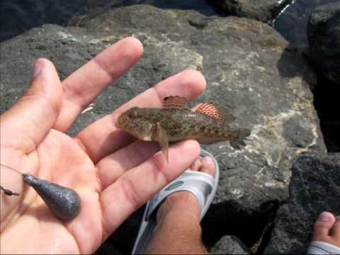 Fishing on the Black Sea, Bulgaria (pictures) - YouTube