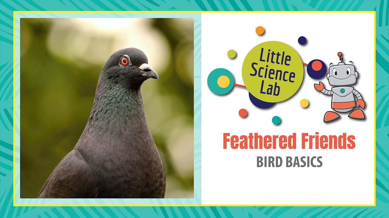 Little Science Lab: Feathered Friends - Bird Basics - YouTube