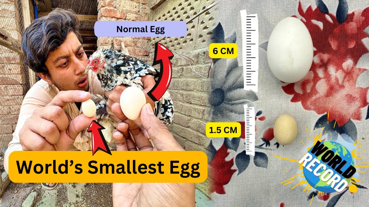 World's Smallest Chicken Egg || Dunya Ka Sab Sy Chota Murgi Ka Anda 😱🥚 ...