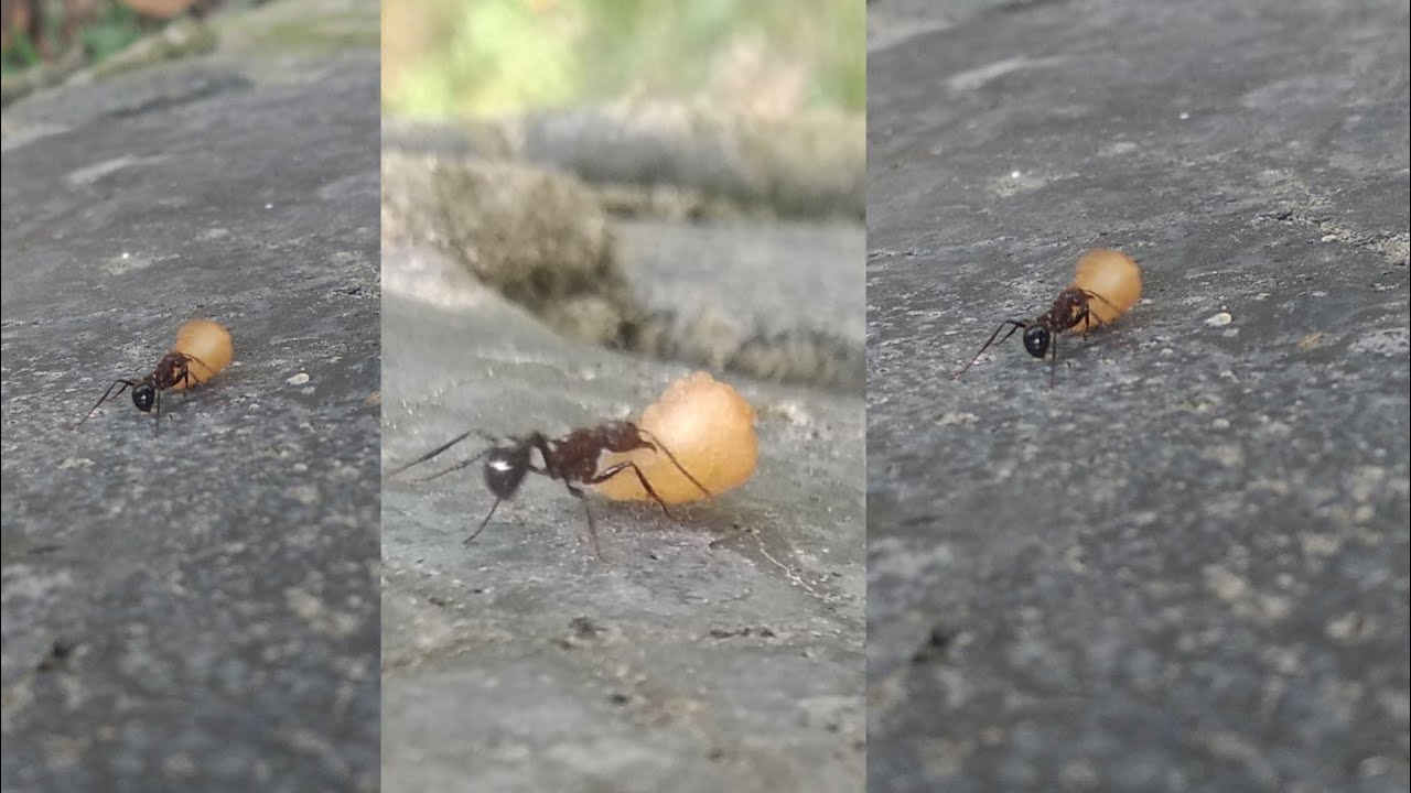 The ants are collecting food | Ants food collect | Different Village ...