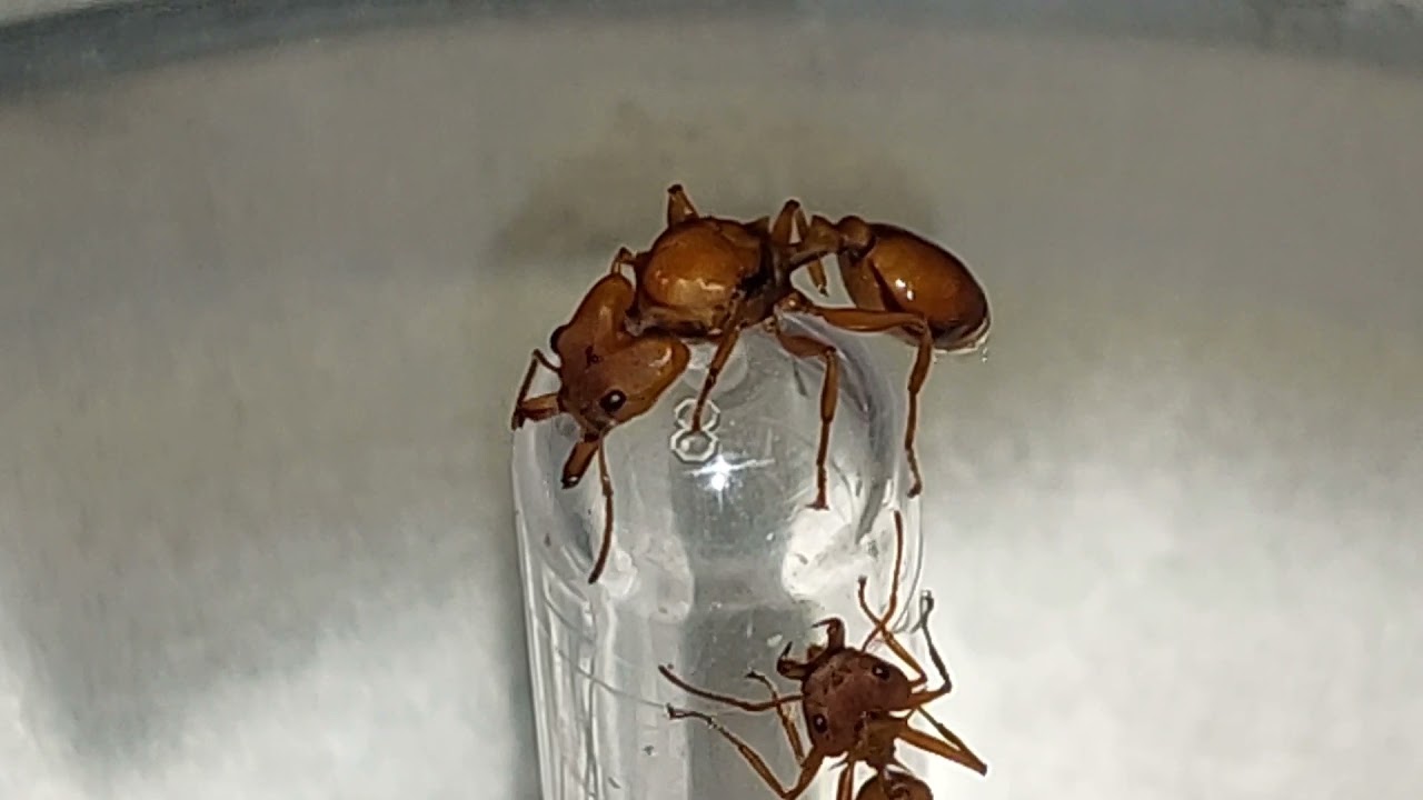 Daceton armigerum Королева/Queens 29.12.2021 - YouTube