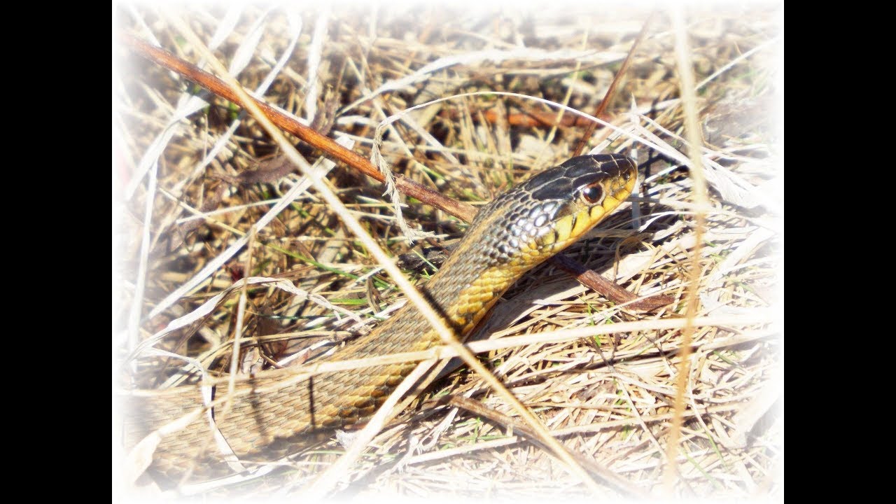 BEAUTIFUL BIG GARTER SNAKE 🐍 PIEKNY WIELKI WAZ PONCZOSZNIK 🐍 - YouTube