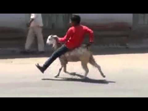 Little Kid Riding Goat Funny Video - YouTube
