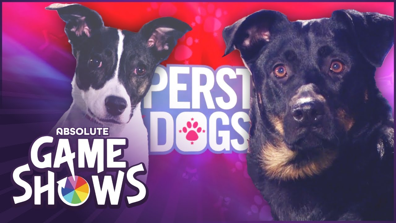 Which Dog Will Make It Into The Grand Final? | Superstar Dogs: Episode ...
