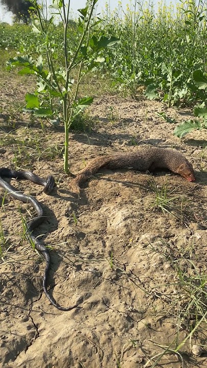 Mongoose vs king cobra | | Kingcobra snake Vs Mongoose | | Greatt fight ...
