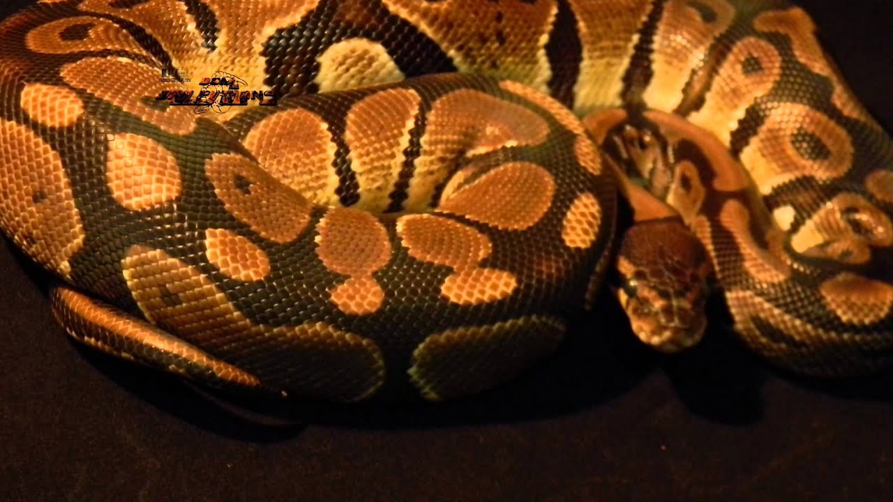 DOM BALL PYTHONS Project - YouTube