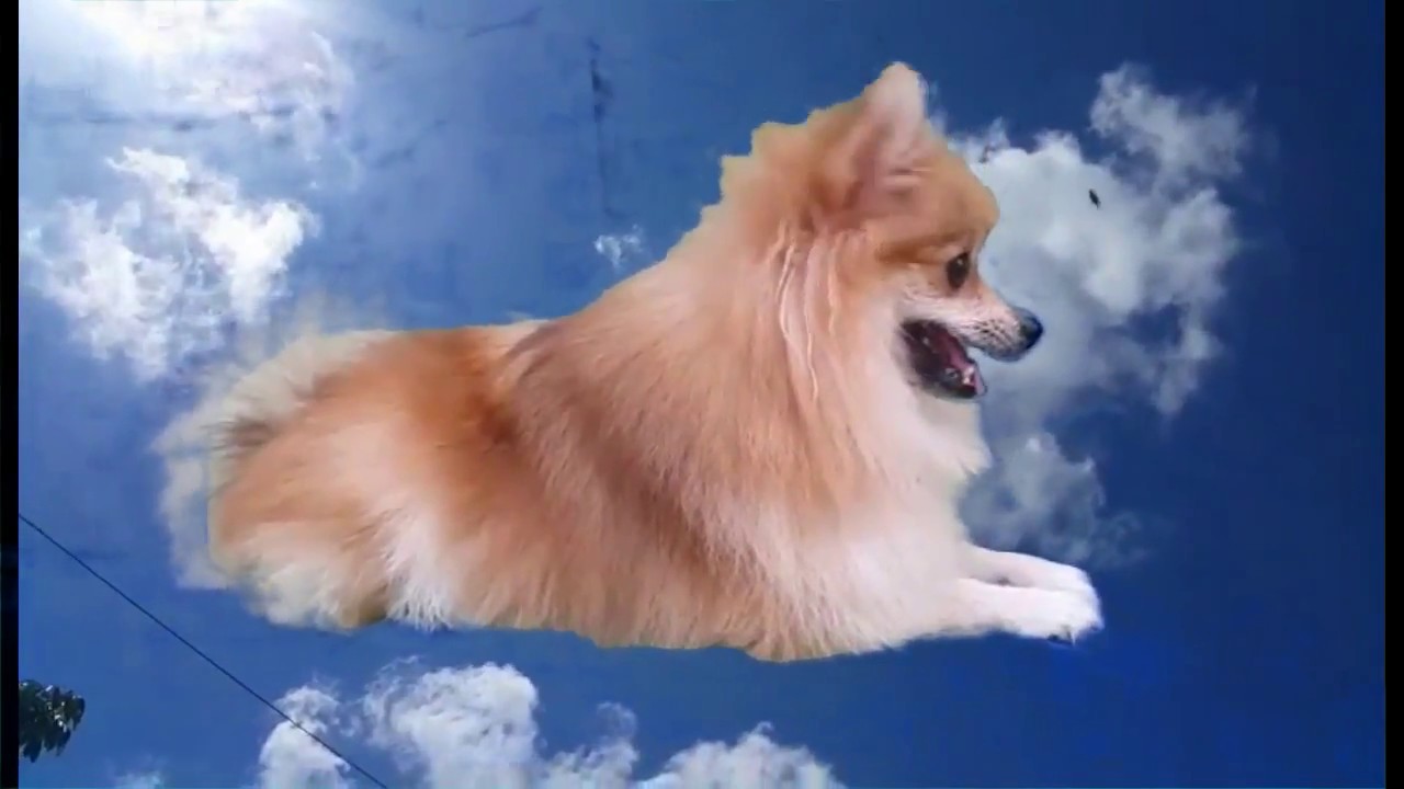 The flying Pomeranian (Tiny cute girl) TRIAL VERSION:) - YouTube