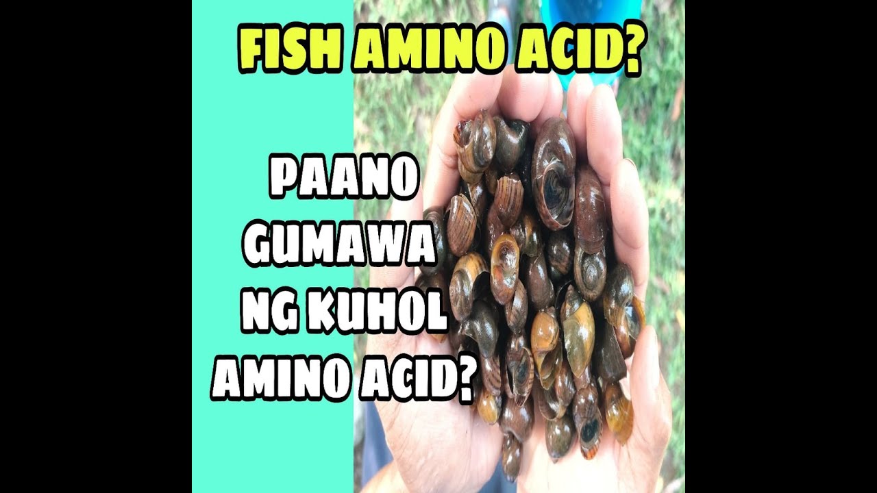 Pesteng KUHOL sa palayan, Gawing KUHOL amino acid - YouTube