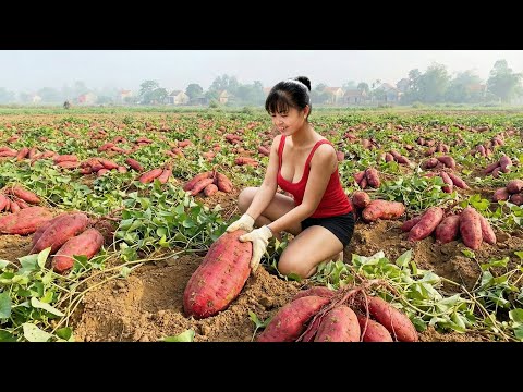 [TIMELAPSE] -- 488 Days Harvesting A Lot Of Sweet Potatoes, Kohlrabi, Cauliflower, Toro Go To Sell