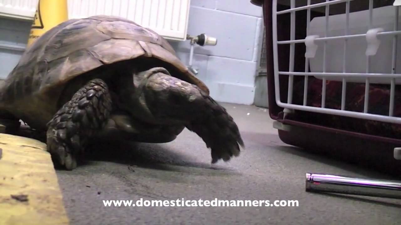 Tortoise Training: "Charging" the Clicker - YouTube