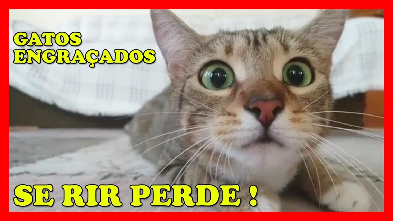 Gatos Engraçados e Fofos - SE VOCÊ RIR PERDE ! #3 - COMPILAÇÃO - YouTube